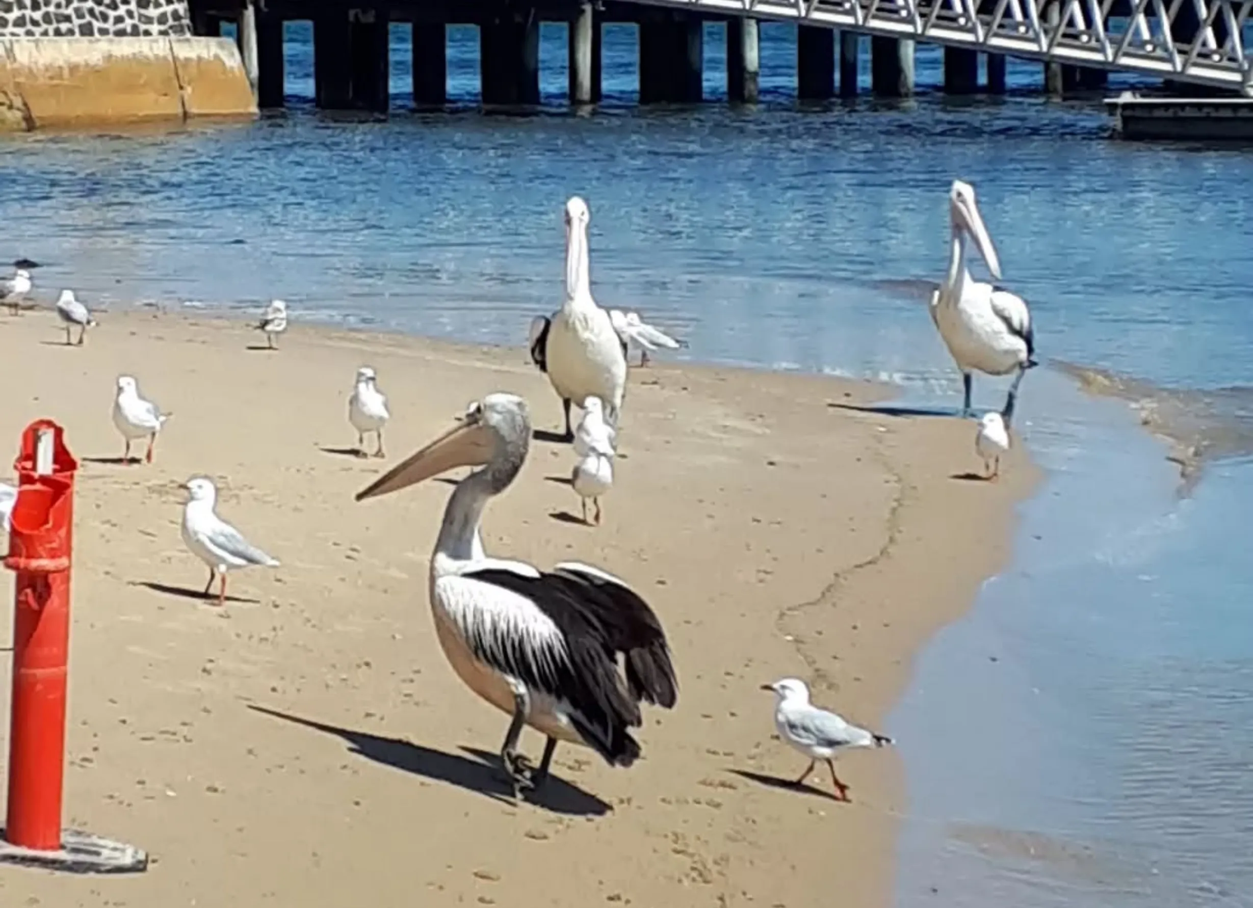 What Towns Are Near Phillip Island? A Travel Guide